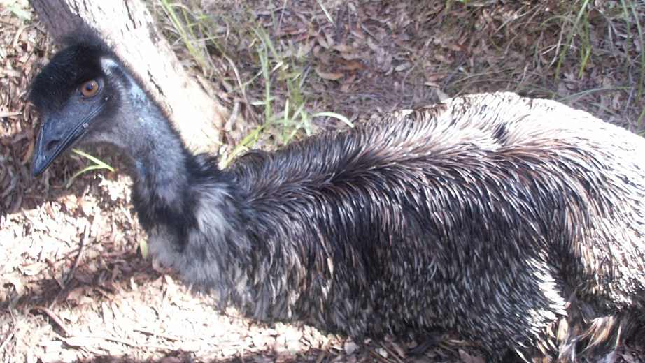 @nascarcasm: A look at NASCAR's biggest international stories ...