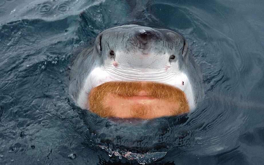 Which driver's mouth is on the shark? - Official Site Of NASCAR