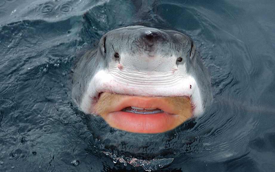 Which driver's mouth is on the shark? - Official Site Of NASCAR